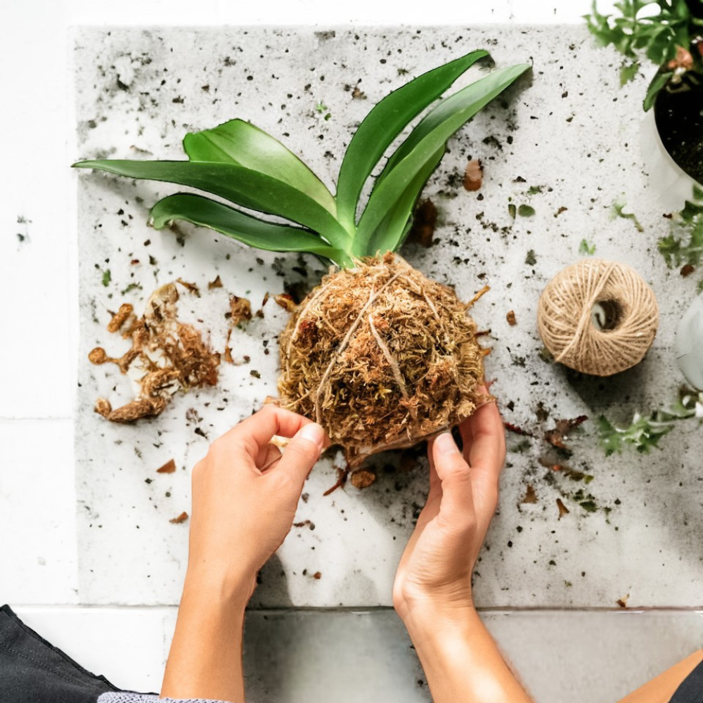 KOKEDAMA WORKSHOP | Little Lane Workshops | Sydney Creative Art and ...